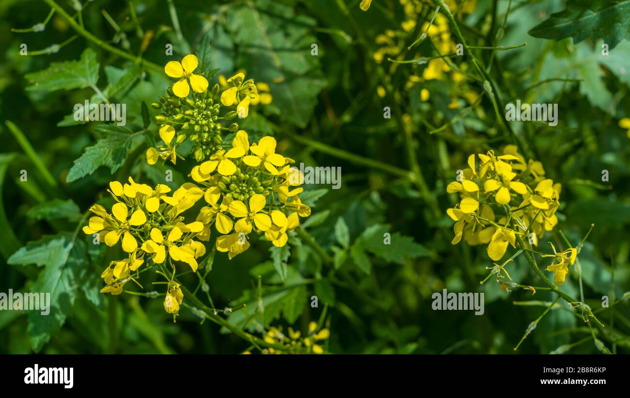 Crown daisy and yellow mustard flowers in the Be'eri Forest, Negev ...