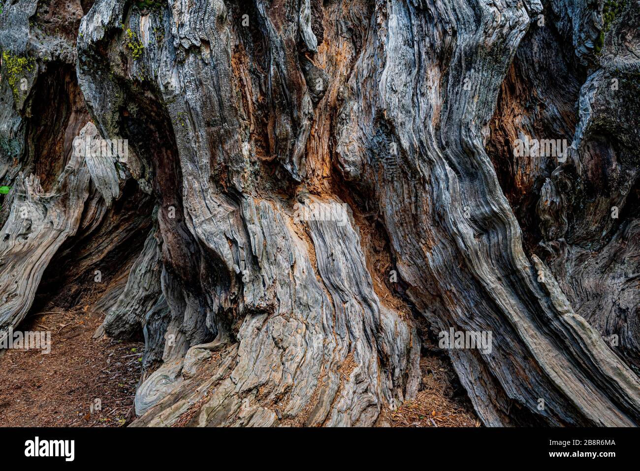 Gnarled bark hi-res stock photography and images - Alamy