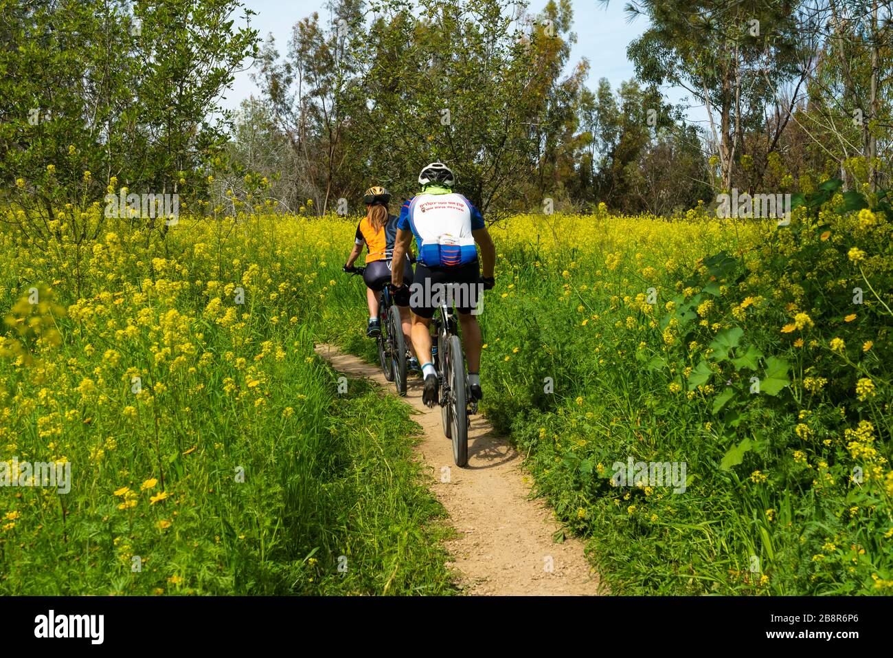 Cyclists in the flowers in the Beeri Forest, Negev, Israel, Middle East ...