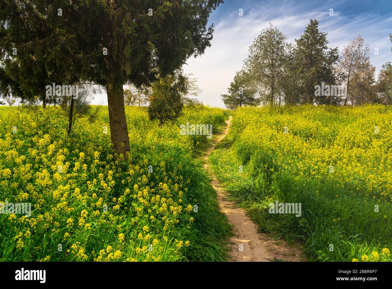 Crown daisy and yellow mustard flowers in the Be'eri Forest, Negev ...