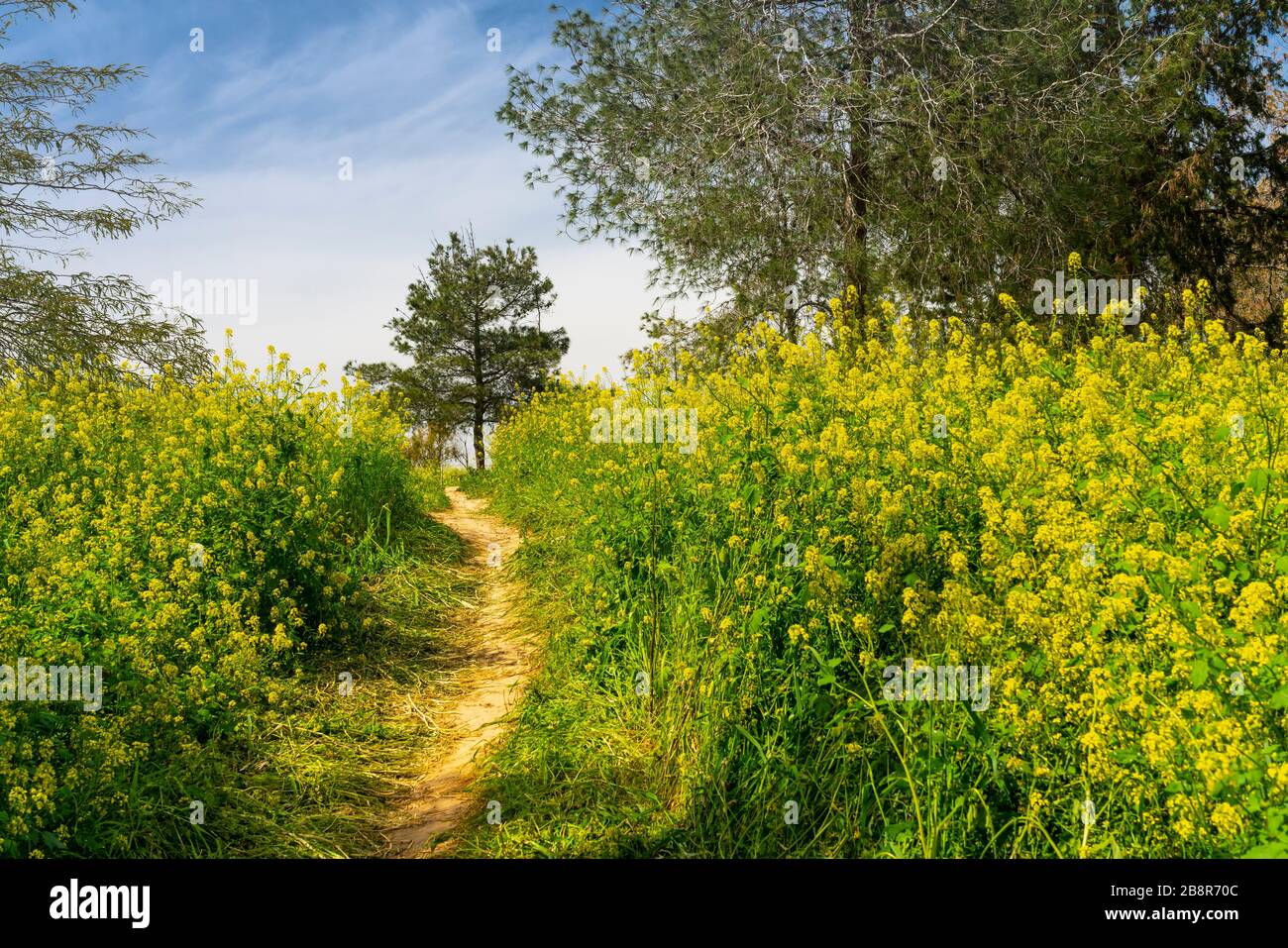 Crown daisy and yellow mustard flowers in the Be'eri Forest, Negev ...