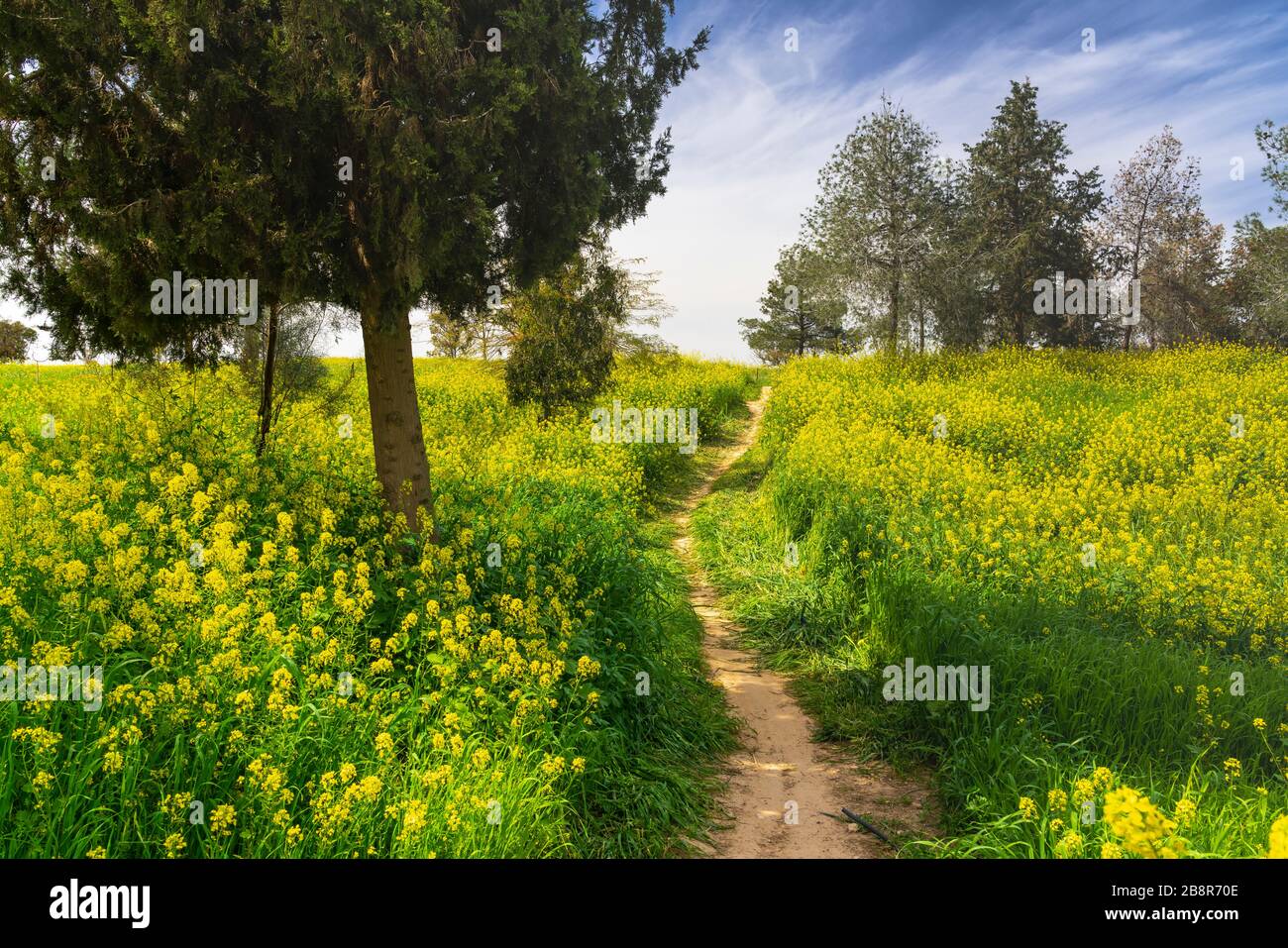 Crown daisy and yellow mustard flowers in the Be'eri Forest, Negev ...