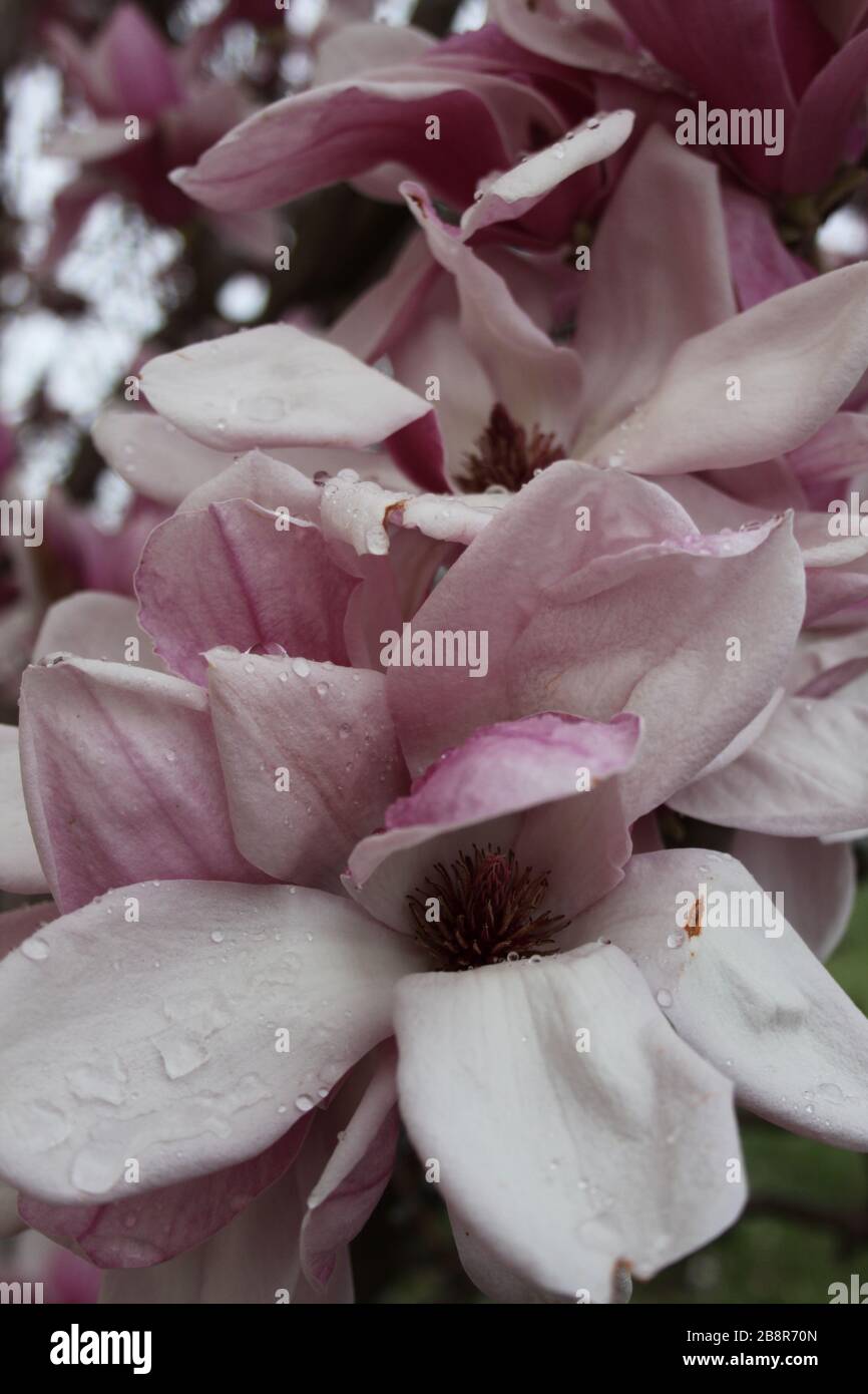 Magnolia trees in early spring Stock Photo - Alamy