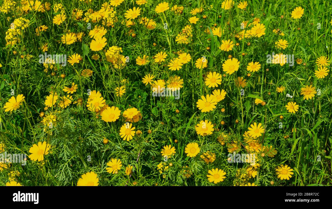 Crown daisy and yellow mustard flowers in the Be'eri Forest, Negev ...