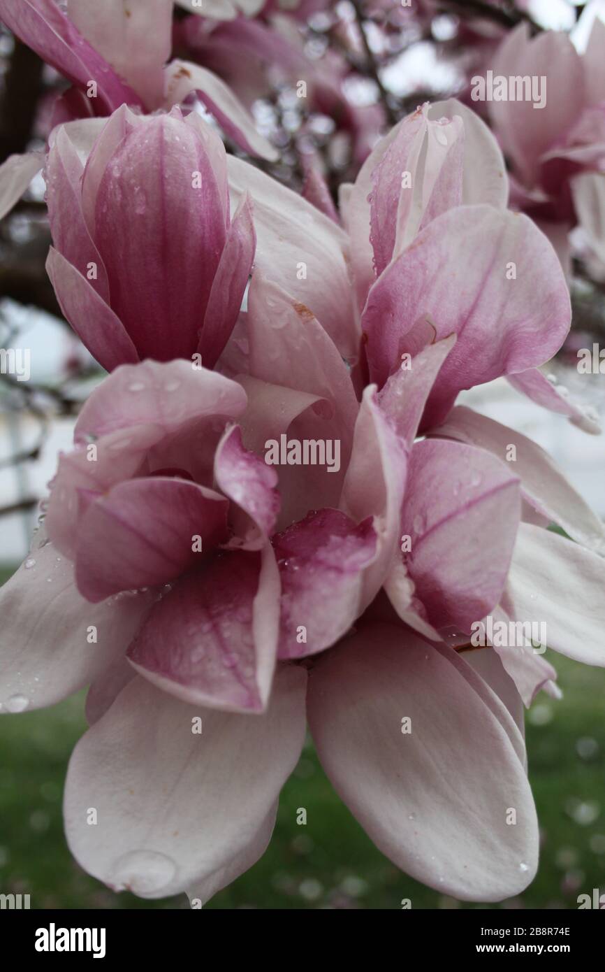 Magnolia trees in early spring Stock Photo - Alamy