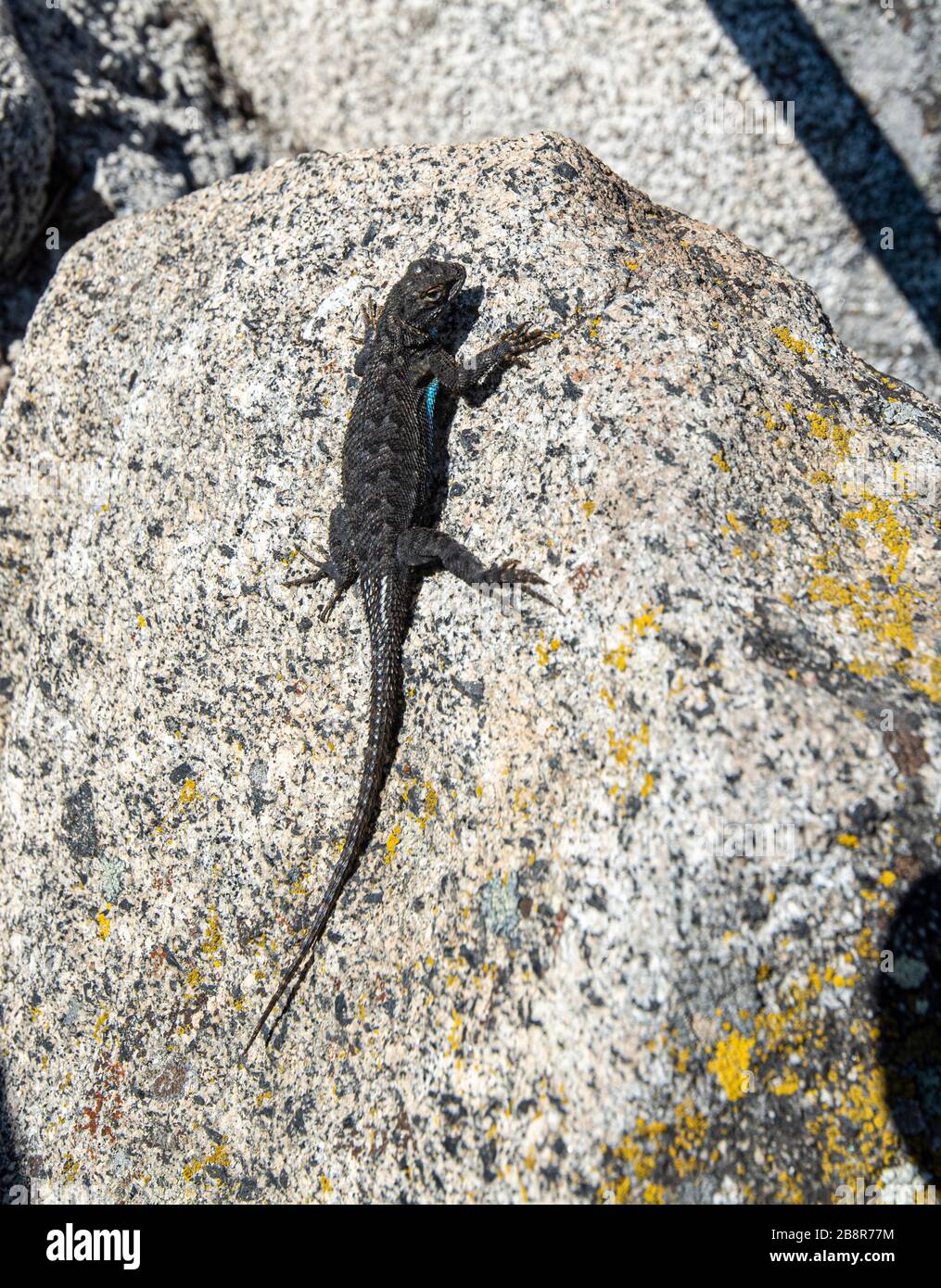 The Sierra Fence Lizard aka Sceloporus occidentalis taylori is a blue ...