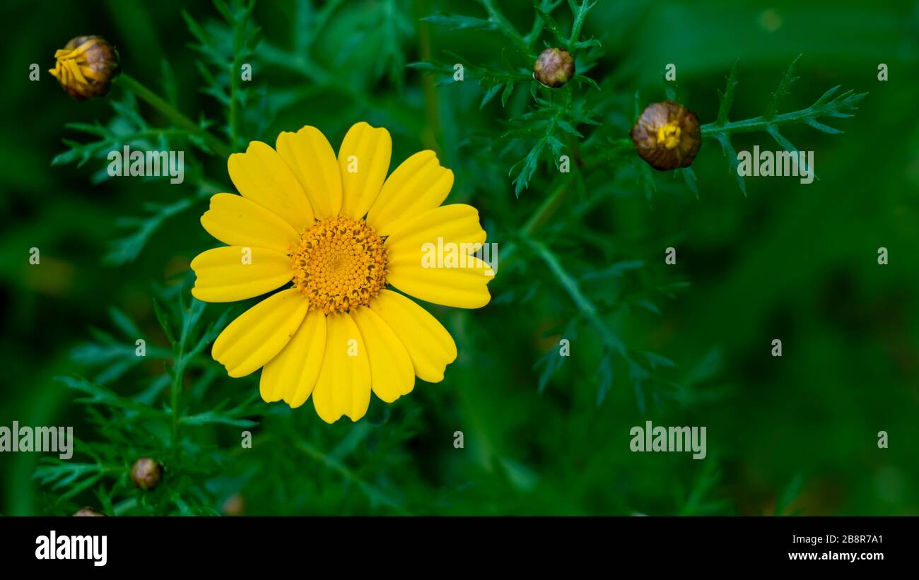 Closeup of a Crown daisy flower in the Beeri forest, Negev, Israel ...
