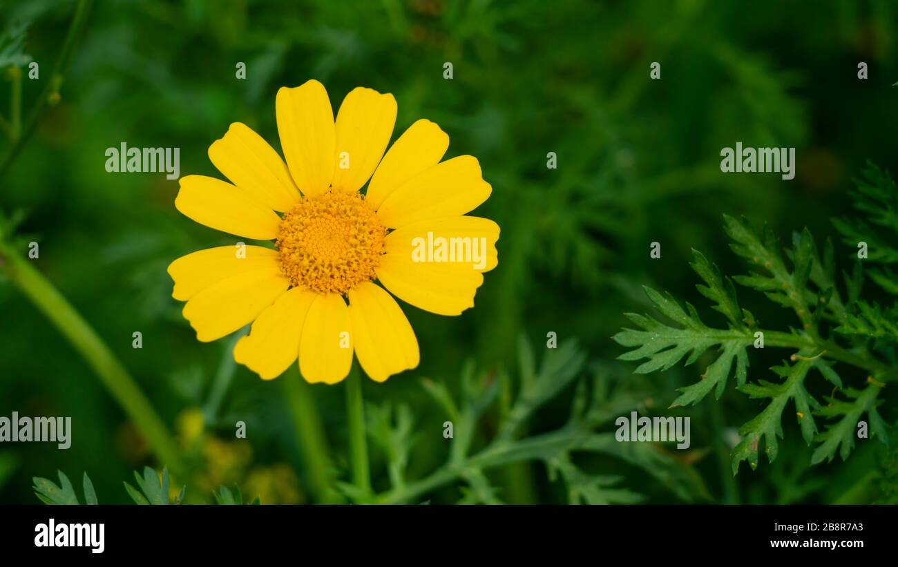 Crown daisy flower hi-res stock photography and images - Alamy