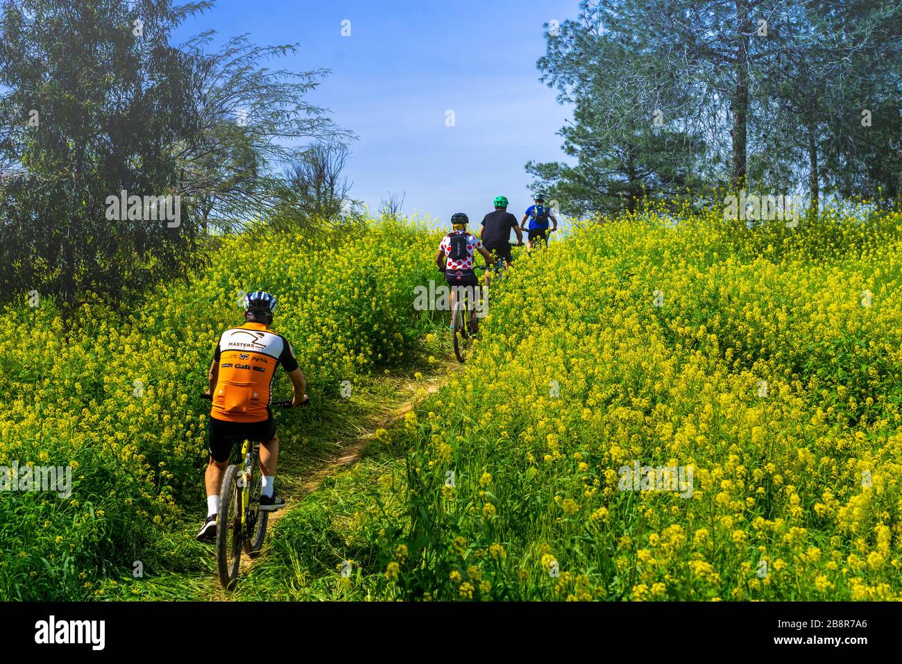 Cyclists in the flowers in the Beeri Forest, Negev, Israel, Middle East ...
