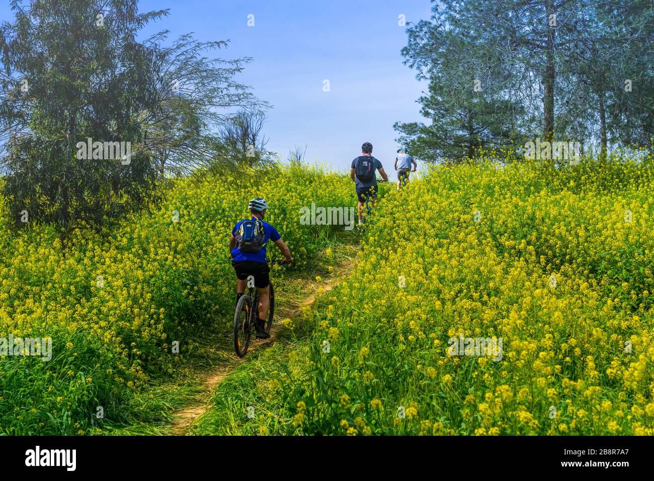 Cyclists in the flowers in the Beeri Forest, Negev, Israel, Middle East ...