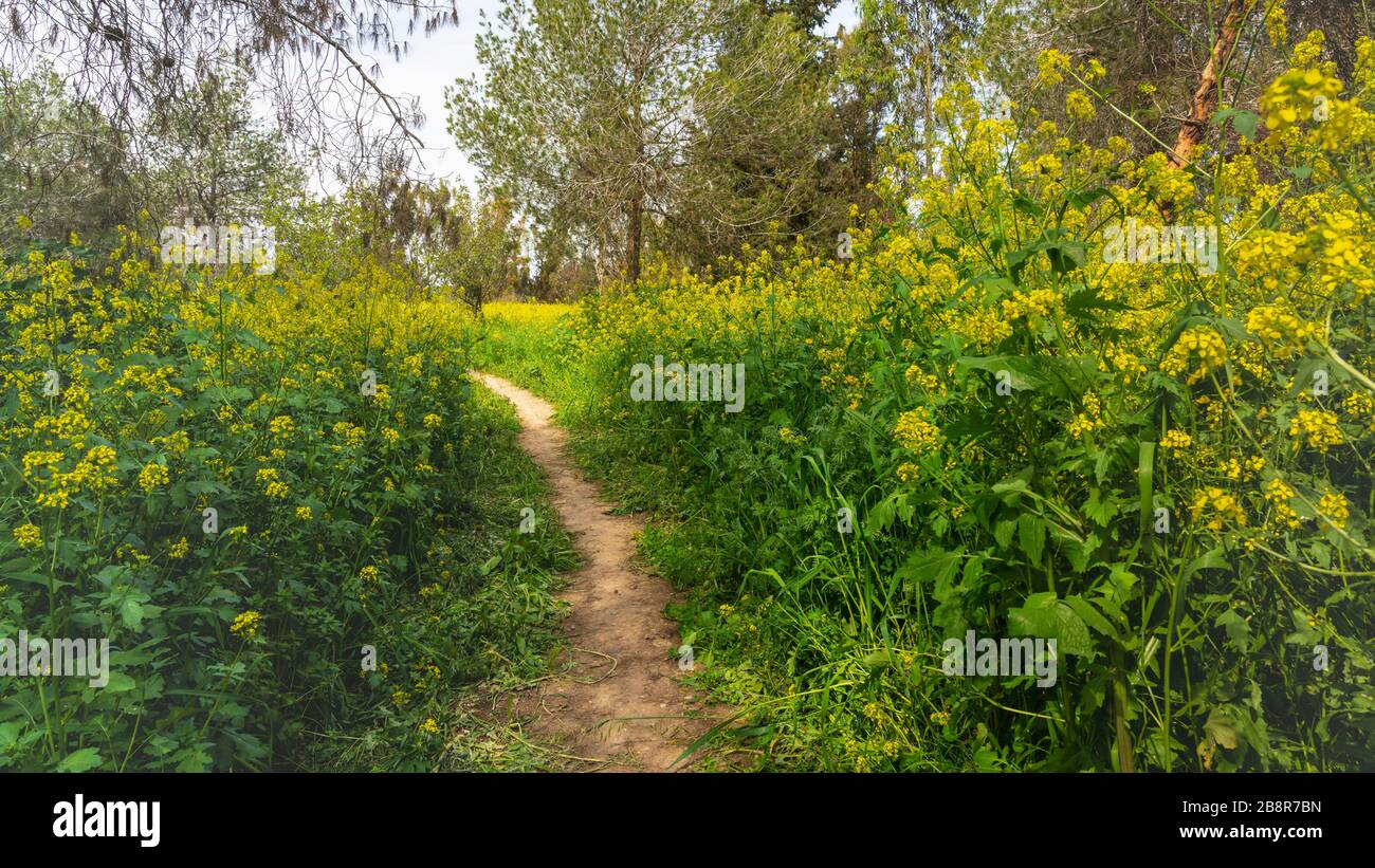 Crown daisy and yellow mustard flowers in the Be'eri Forest, Negev ...