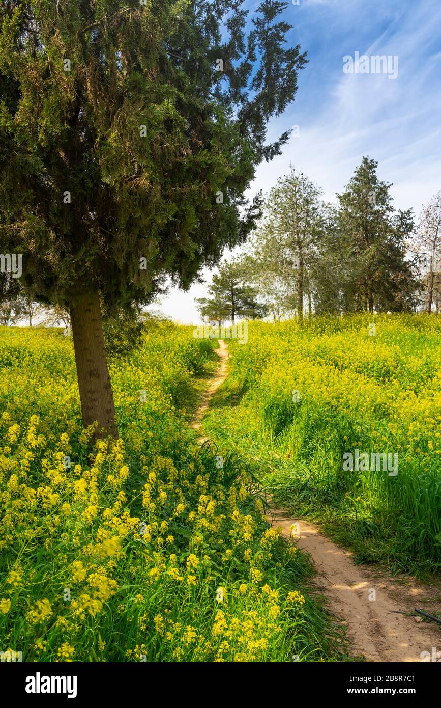 Crown daisy and yellow mustard flowers in the Be'eri Forest, Negev ...