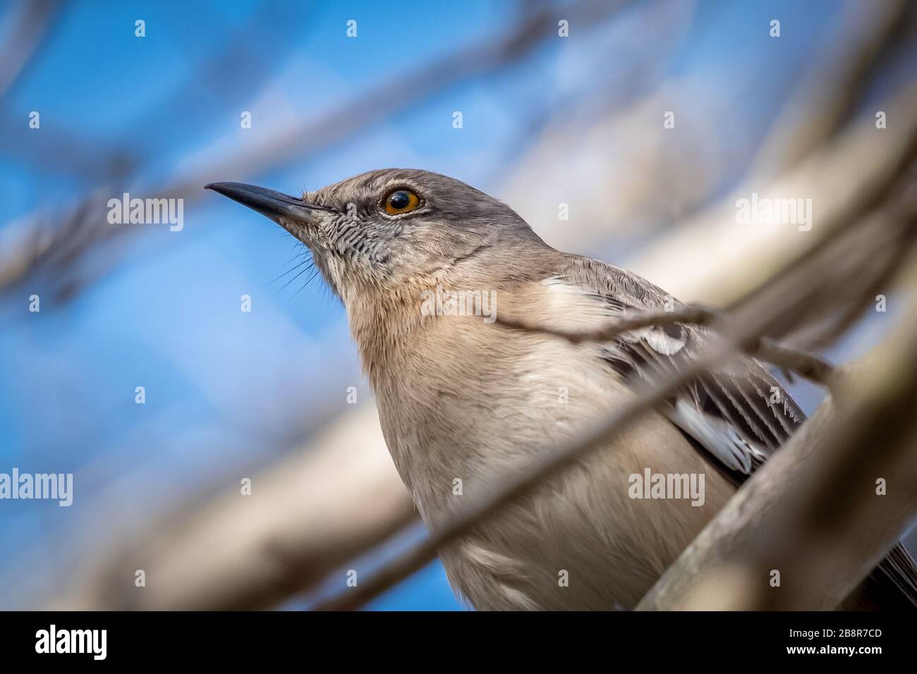 Mockingbird tail hi-res stock photography and images - Alamy
