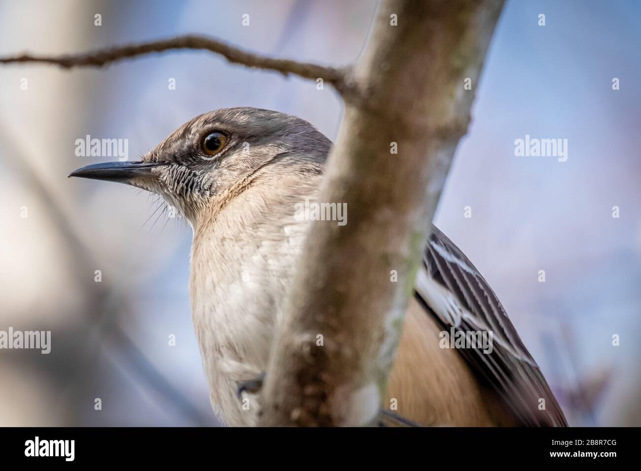 Mockingbird tail hi-res stock photography and images - Alamy