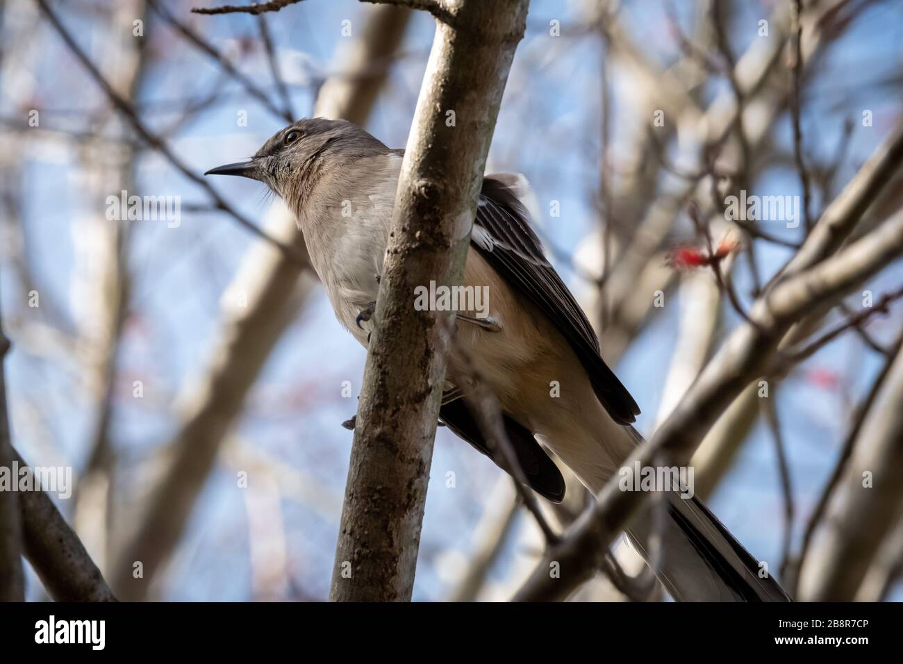 View from beneath a northern mockingbird at Yates Mill County Park in ...