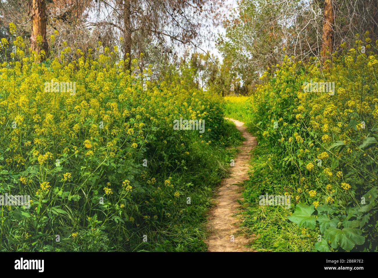 Crown daisy and yellow mustard flowers in the Be'eri Forest, Negev ...