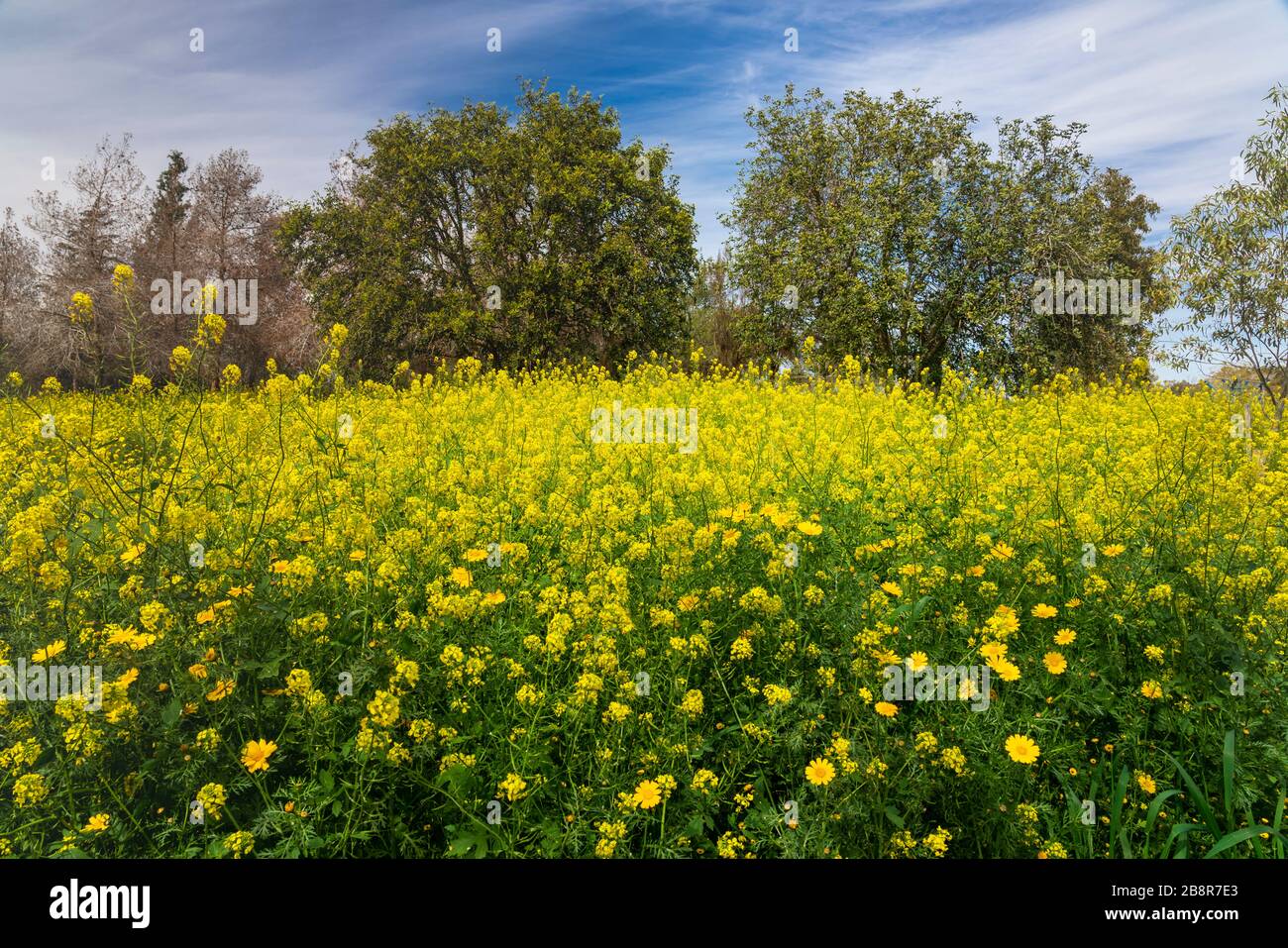 Crown daisy and yellow mustard flowers in the Be'eri Forest, Negev ...
