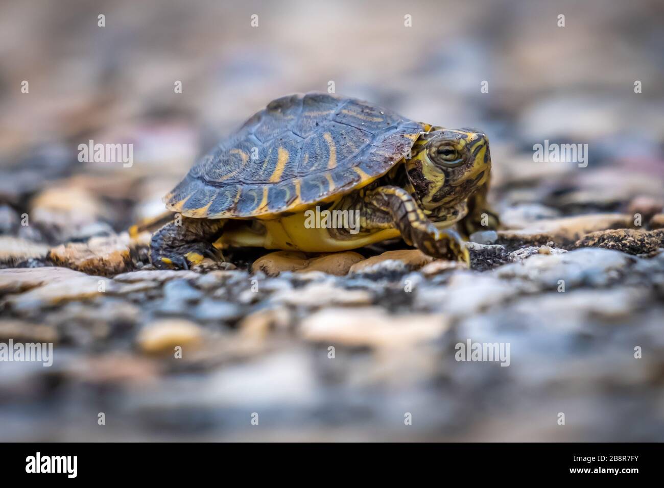 Baby Yellow Bellied Slider