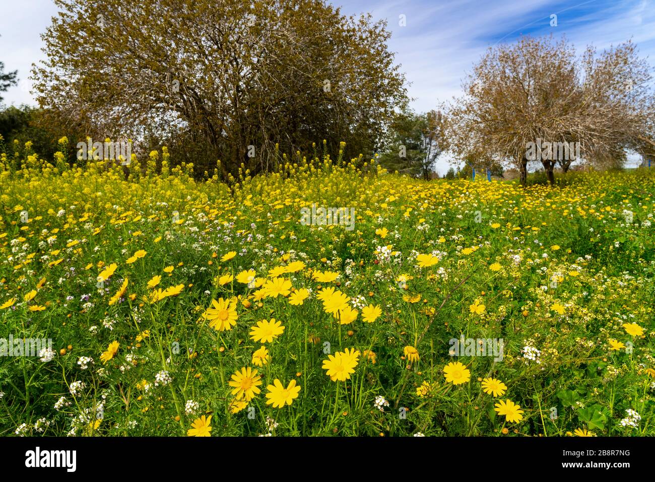 Crown daisy and yellow mustard flowers in the Be'eri Forest, Negev ...