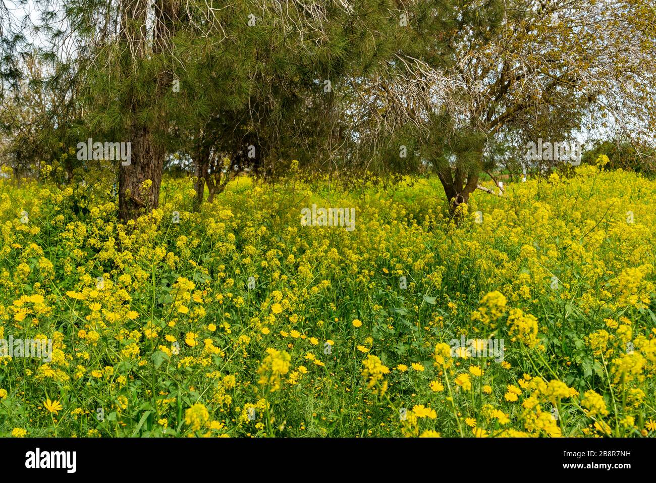 Crown daisy and yellow mustard flowers in the Be'eri Forest, Negev ...