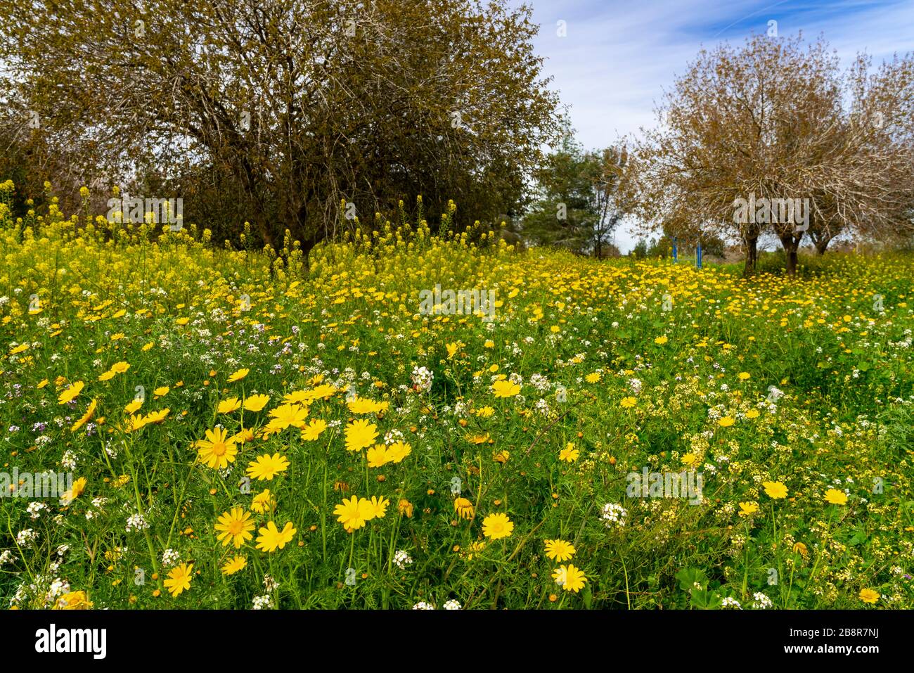 Crown daisy and yellow mustard flowers in the Be'eri Forest, Negev ...