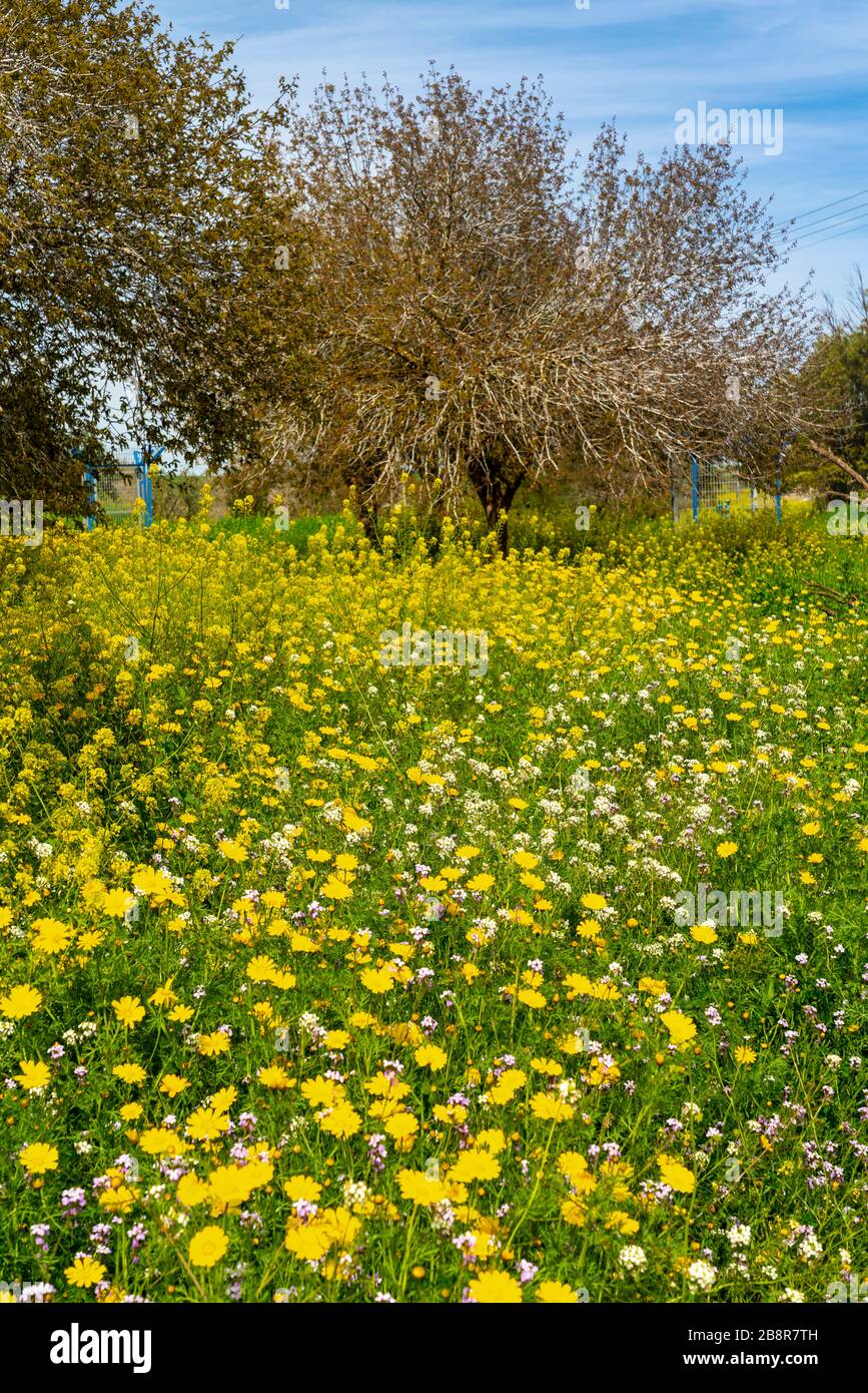 Crown daisy and yellow mustard flowers in the Be'eri Forest, Negev ...