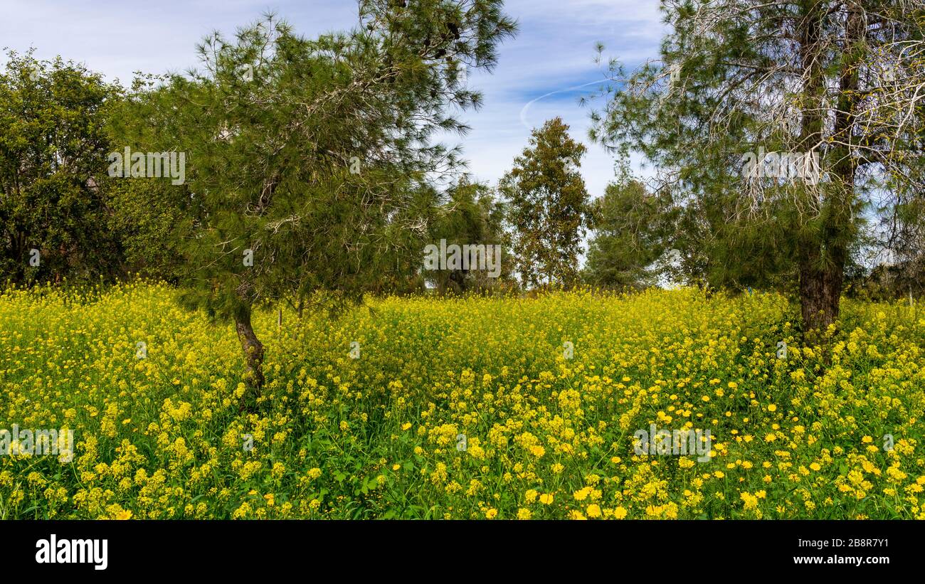 Crown daisy and yellow mustard flowers in the Be'eri Forest, Negev ...