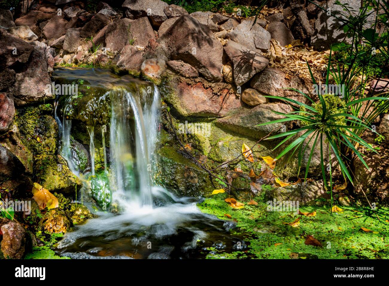 The Botanical Gardens in Eilat, Israel, Middle East Stock Photo - Alamy