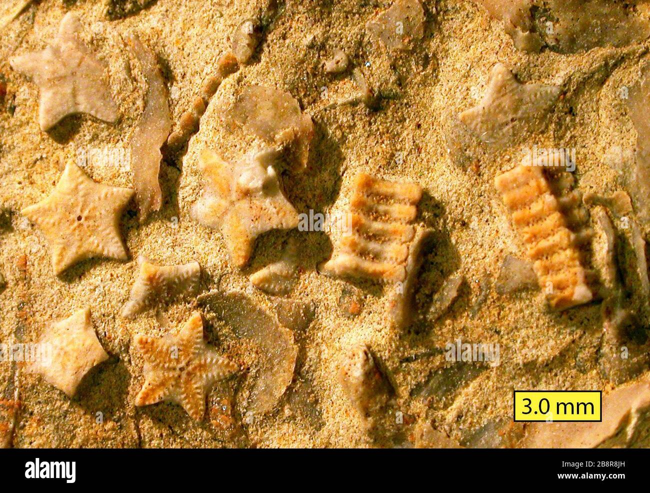 Middle Jurassic High Resolution Stock Photography and Images - Alamy