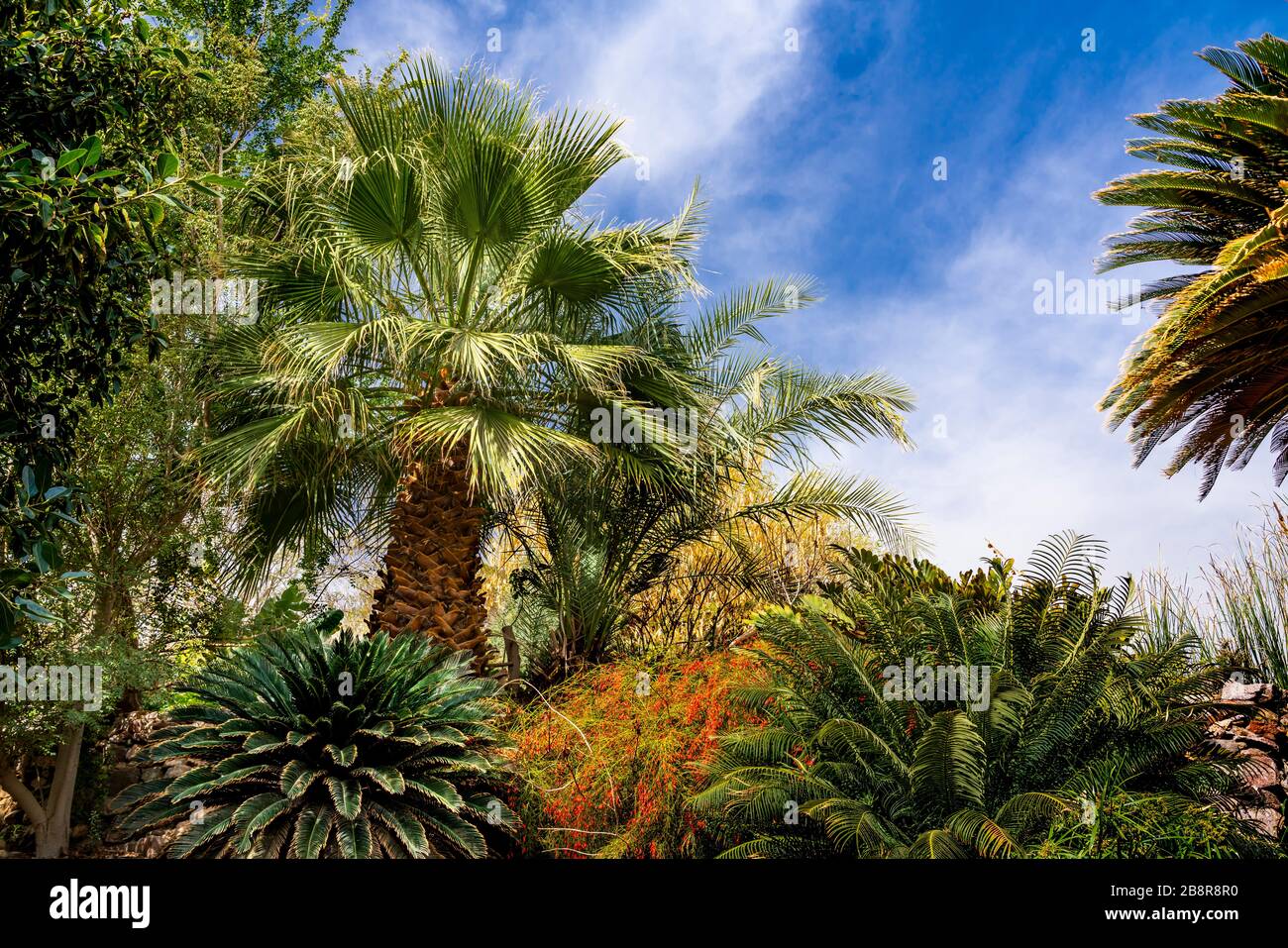 Middle east plants hi-res stock photography and images - Alamy