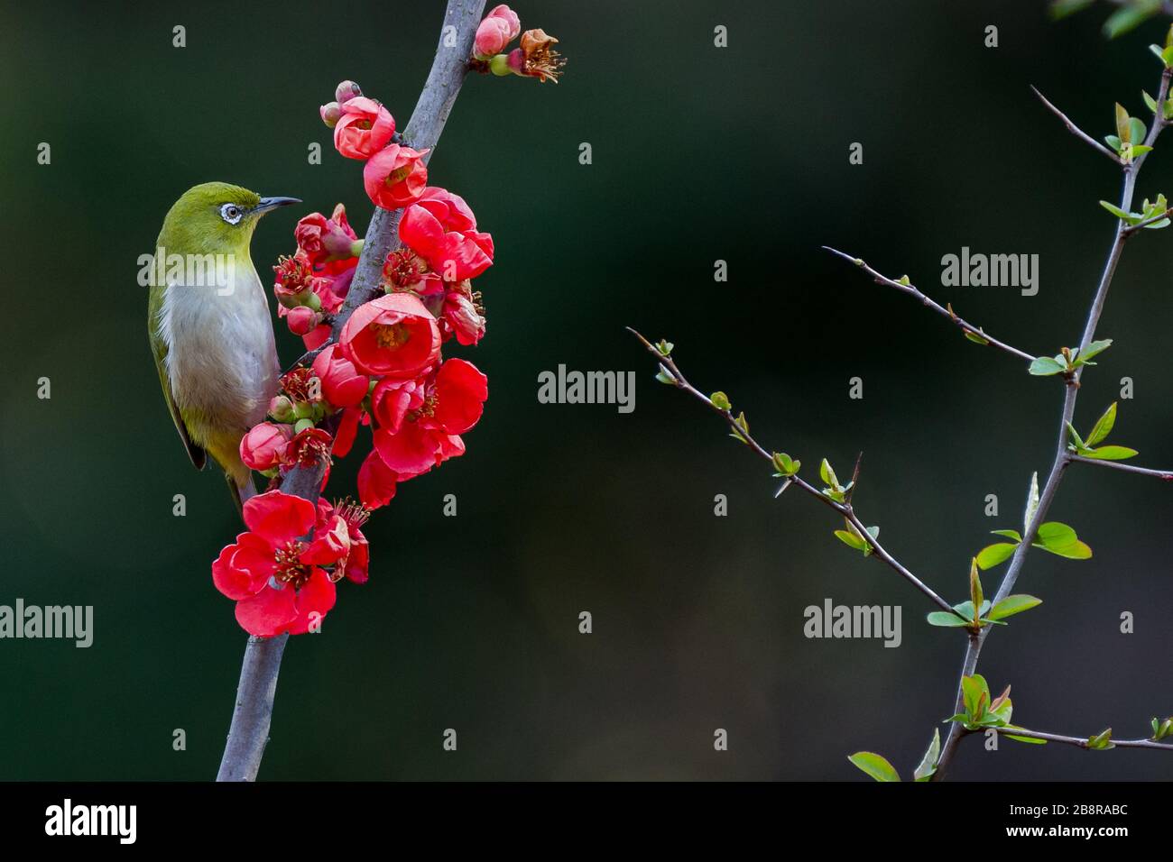 Japanese white eye, also known as a warbling white-eye,(Zosterops ...