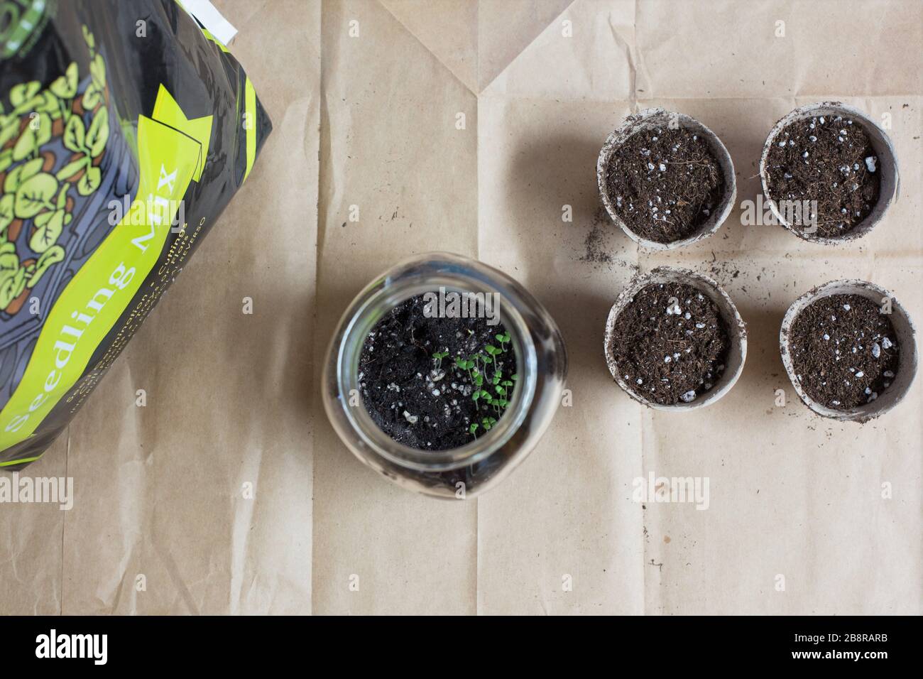 Seedlings being transplanted into small biodegradable pots Stock Photo ...