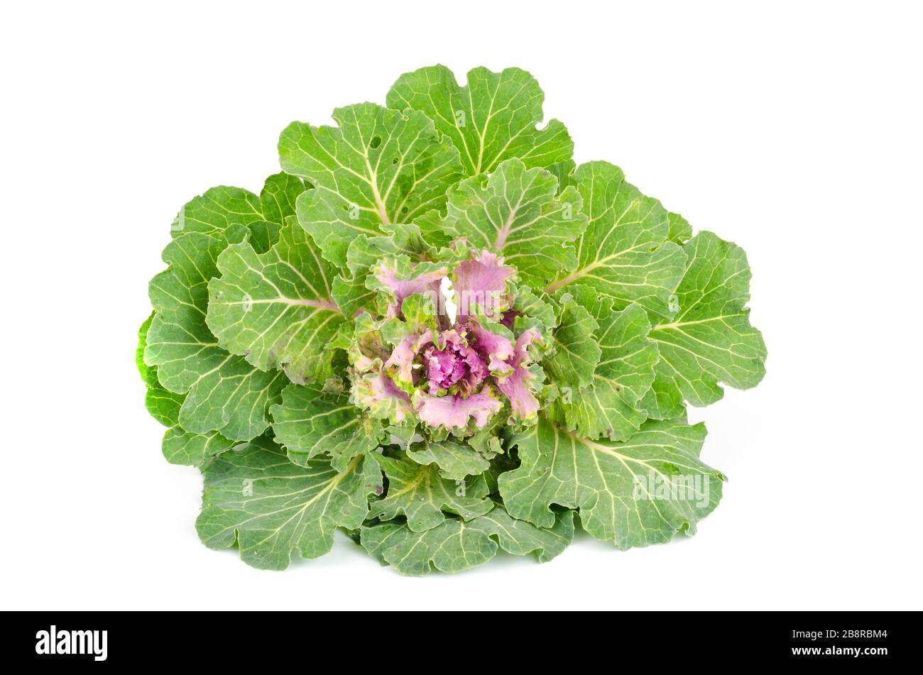 Lacy park Cut Out Stock Images & Pictures - Alamy