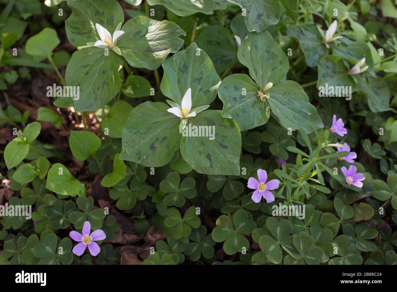 Redwood sorrel hi-res stock photography and images - Alamy