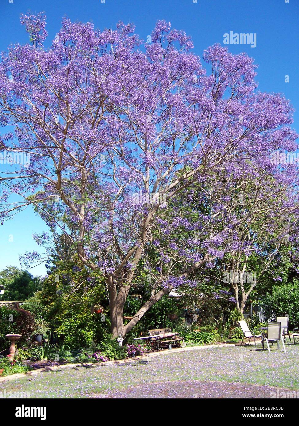 Jacaranda tree backyard hi-res stock photography and images - Alamy