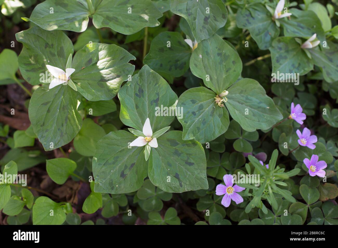 Trillium flowers growing with Oxalis oregana - redwood sorrel - in ...
