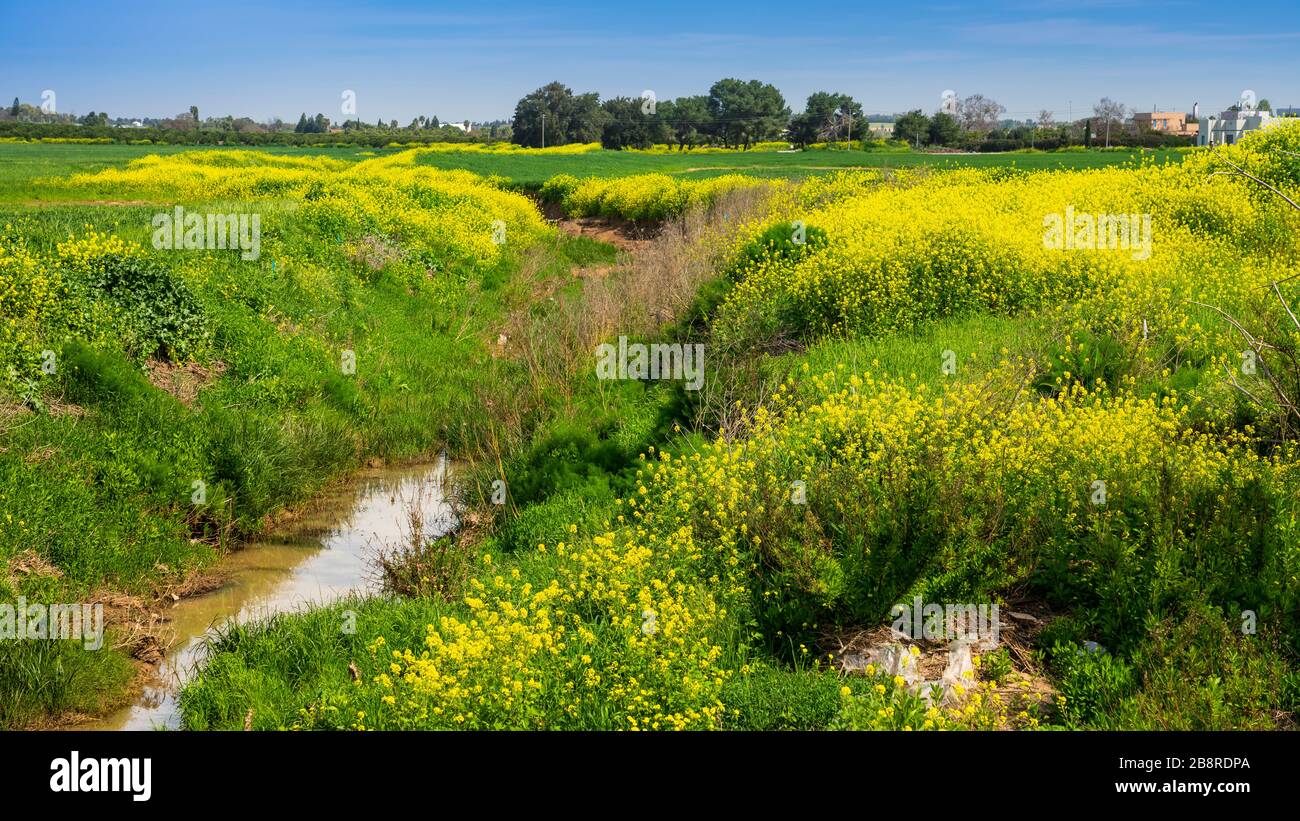 Yellow wildflowers near the Be'eri Forest in rural Israel, Middle East ...