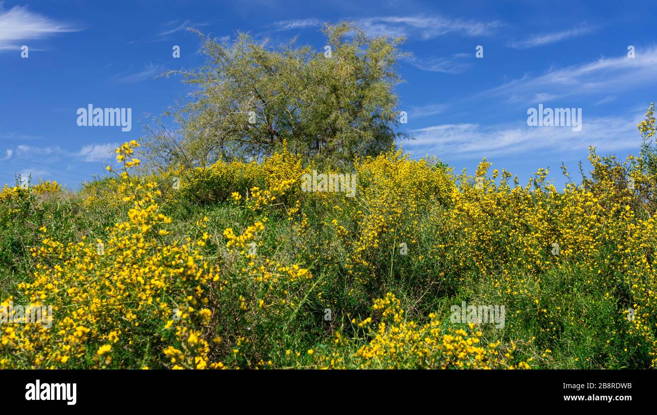 Yellow scottish wildflowers hi-res stock photography and images - Alamy