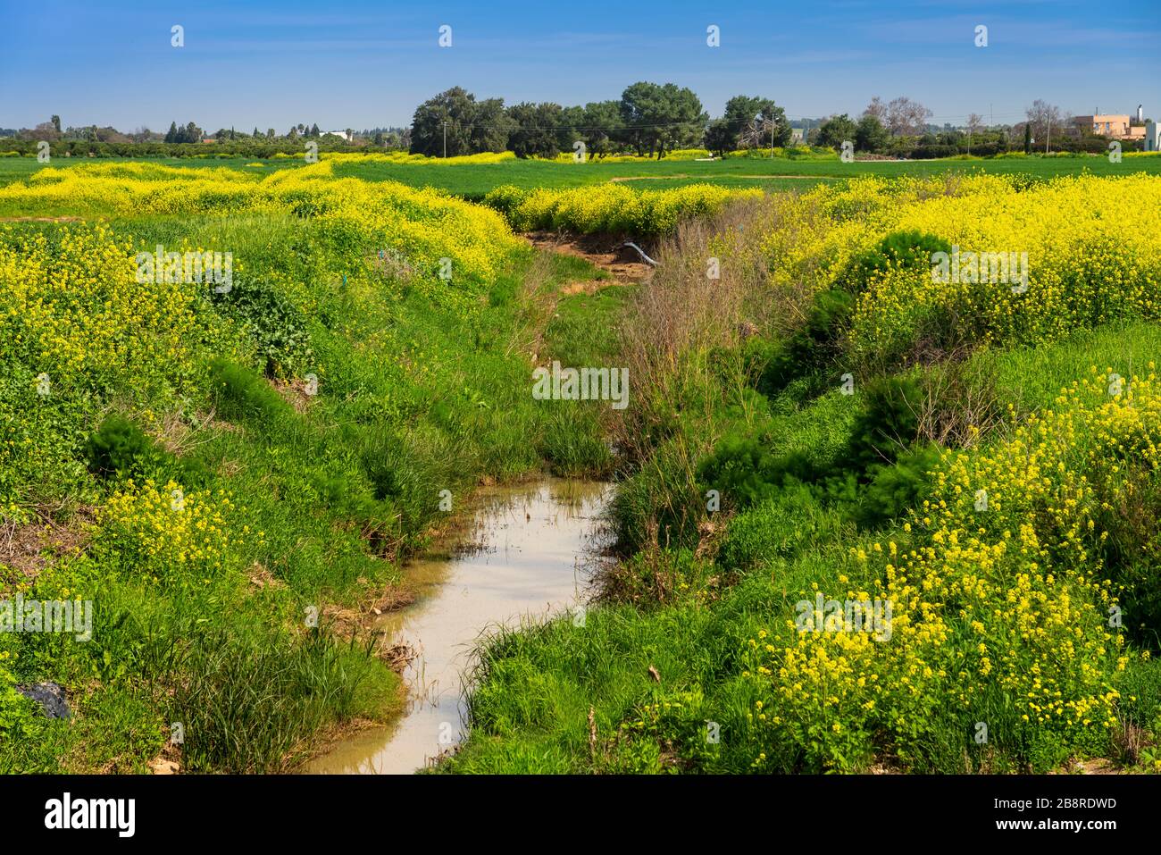 Yellow wildflowers near the Be'eri Forest in rural Israel, Middle East ...