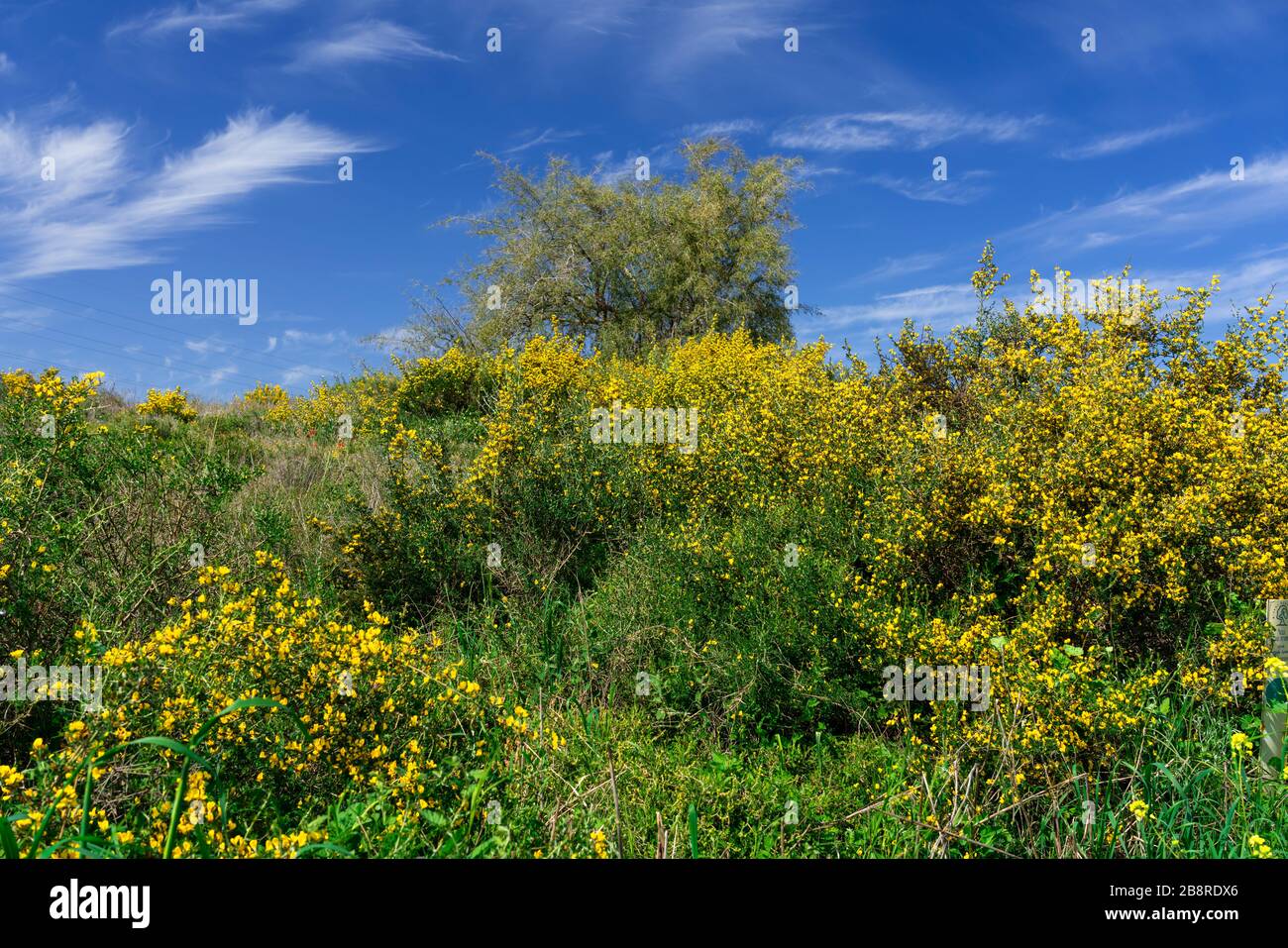 Yellow wildflowers near the Be'eri Forest in rural Israel, Middle East ...