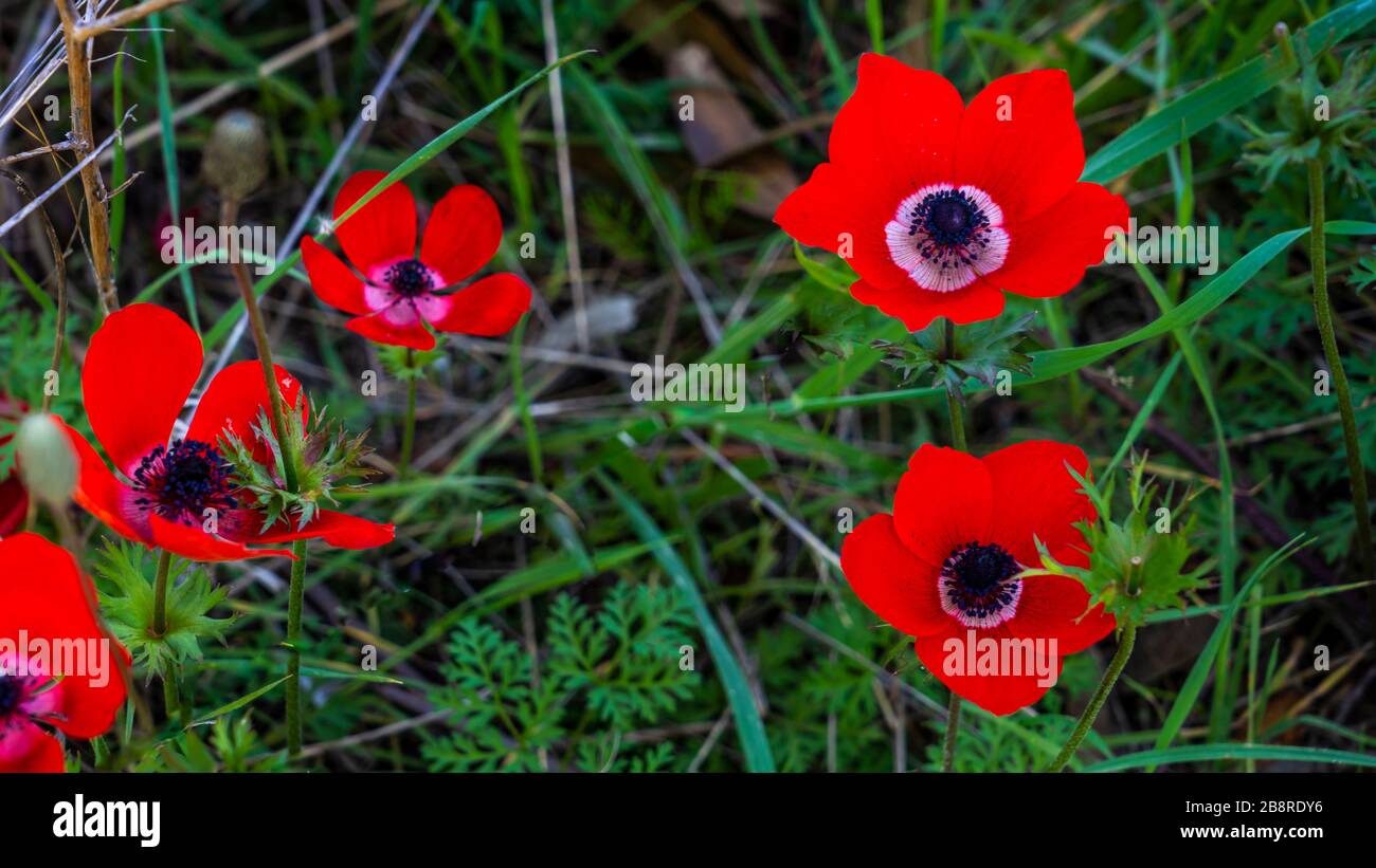 Closeup of the red Anemone coronaria wildflower, Israel, Middle East ...