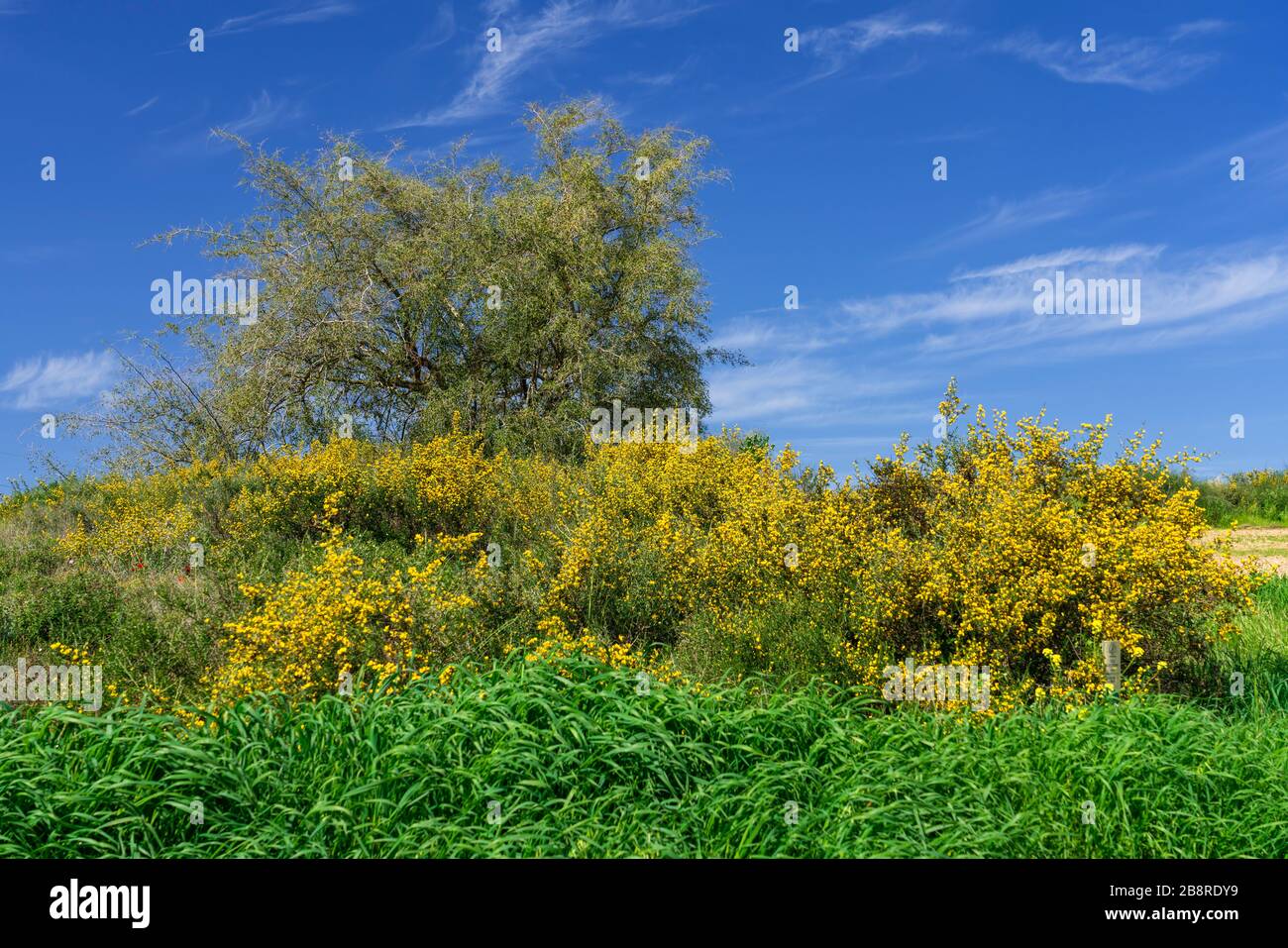 Yellow wildflowers near the Be'eri Forest in rural Israel, Middle East ...