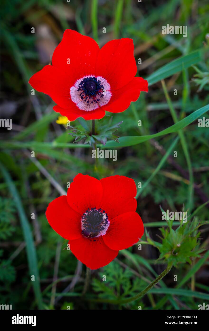 Closeup of the red Anemone coronaria wildflower, Israel, Middle East ...