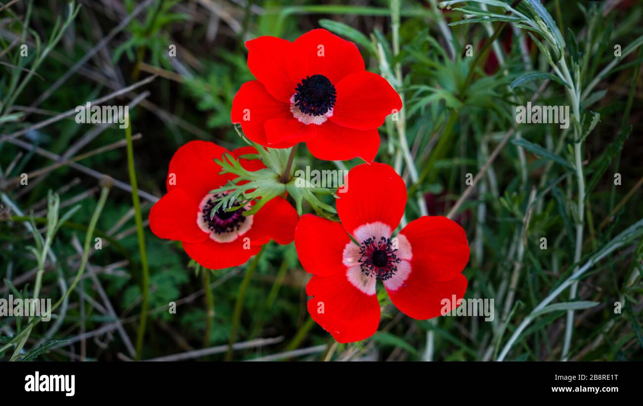 Closeup of the red Anemone coronaria wildflower, Israel, Middle East ...
