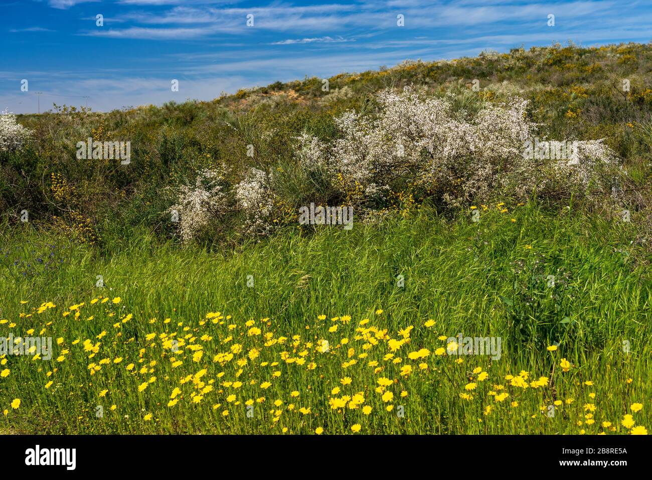 Yellow wildflowers near the Be'eri Forest in rural Israel, Middle East ...