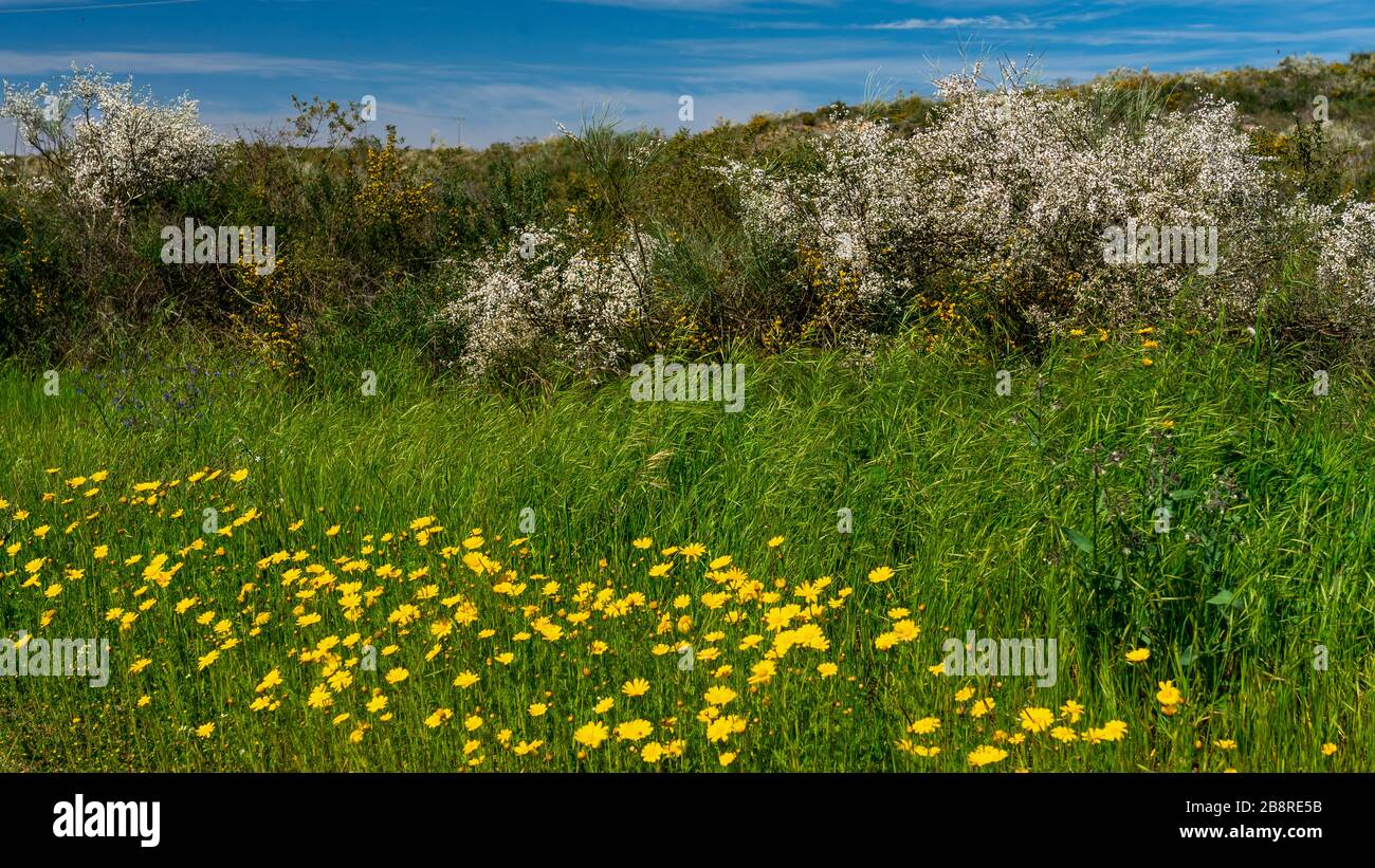 Scottoish broom hi-res stock photography and images - Alamy