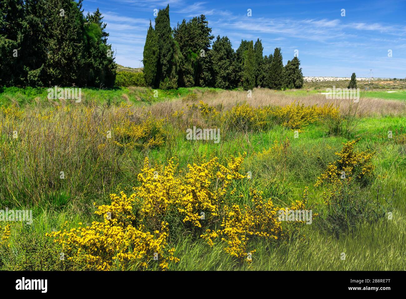 Scottoish broom hi-res stock photography and images - Alamy