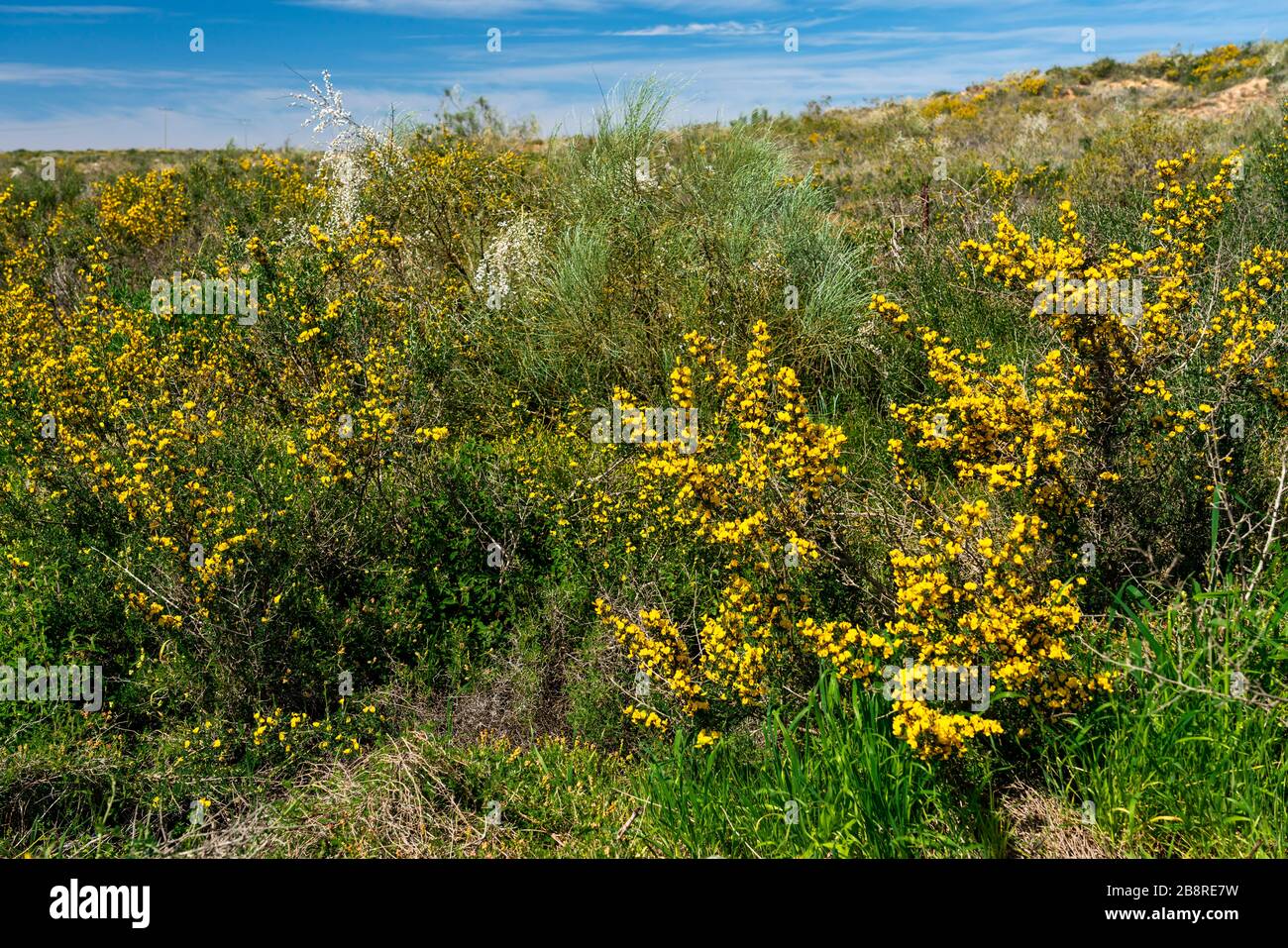 Yellow wildflowers near the Be'eri Forest in rural Israel, Middle East ...