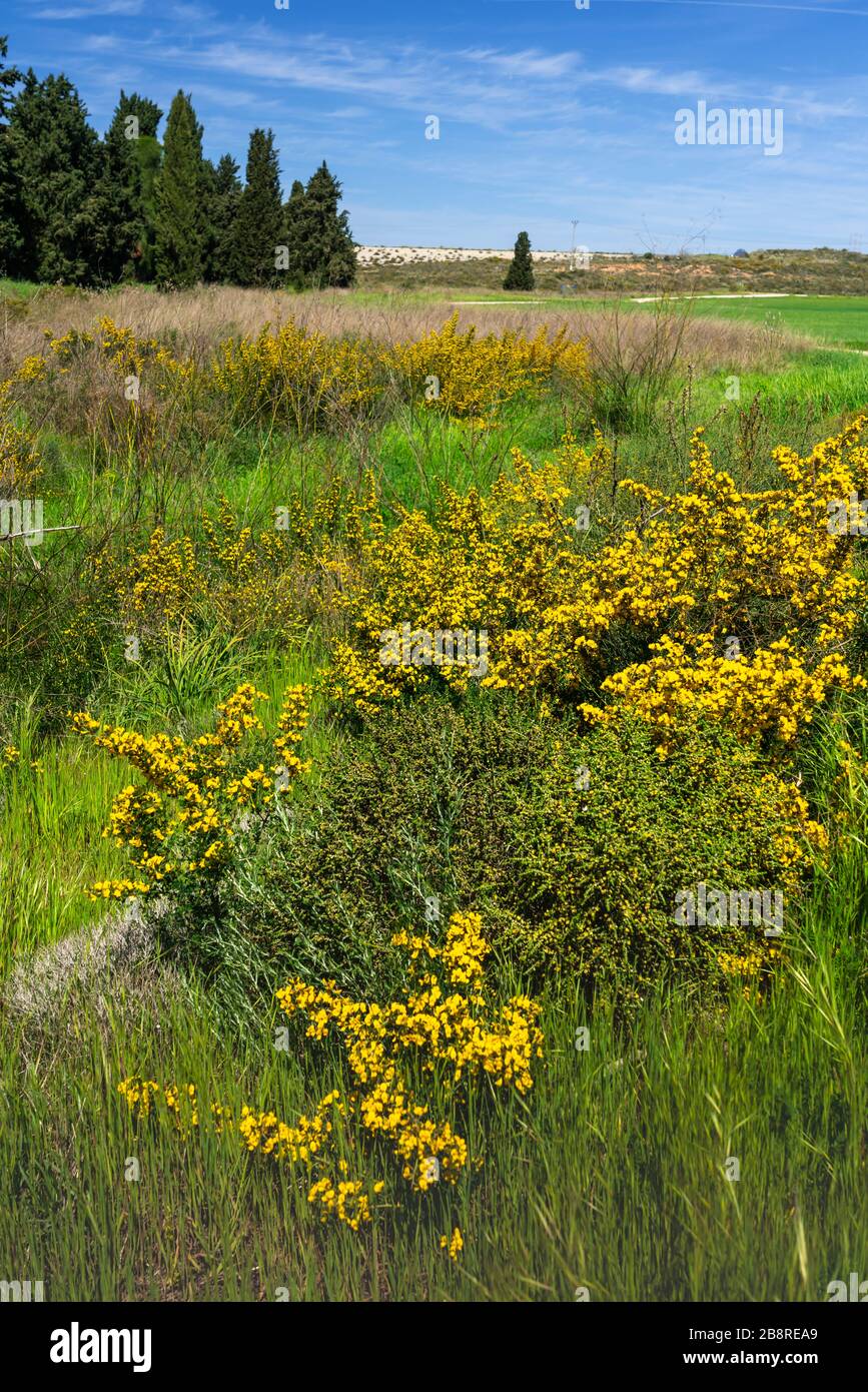 Scottoish hi-res stock photography and images - Alamy