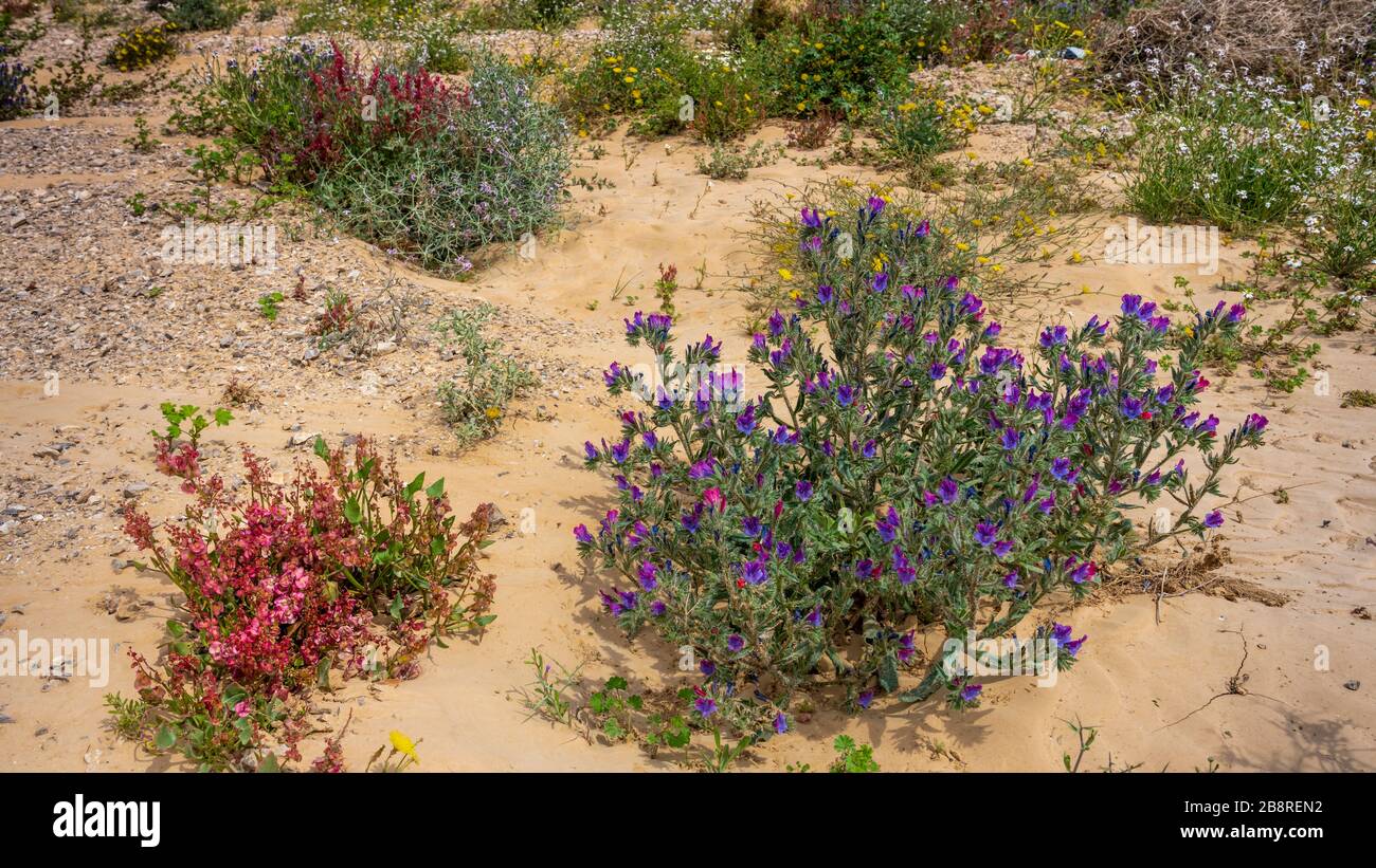 Wildflowers blooming in the southern Negev Desert, Israel, Middle East ...